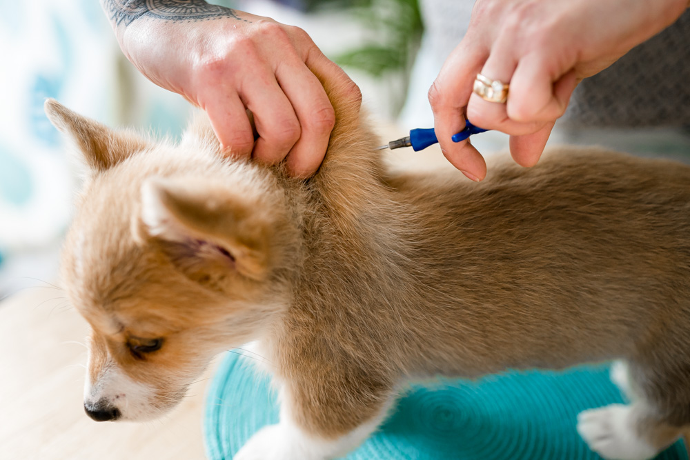 Pet Microchipping in Cornwall